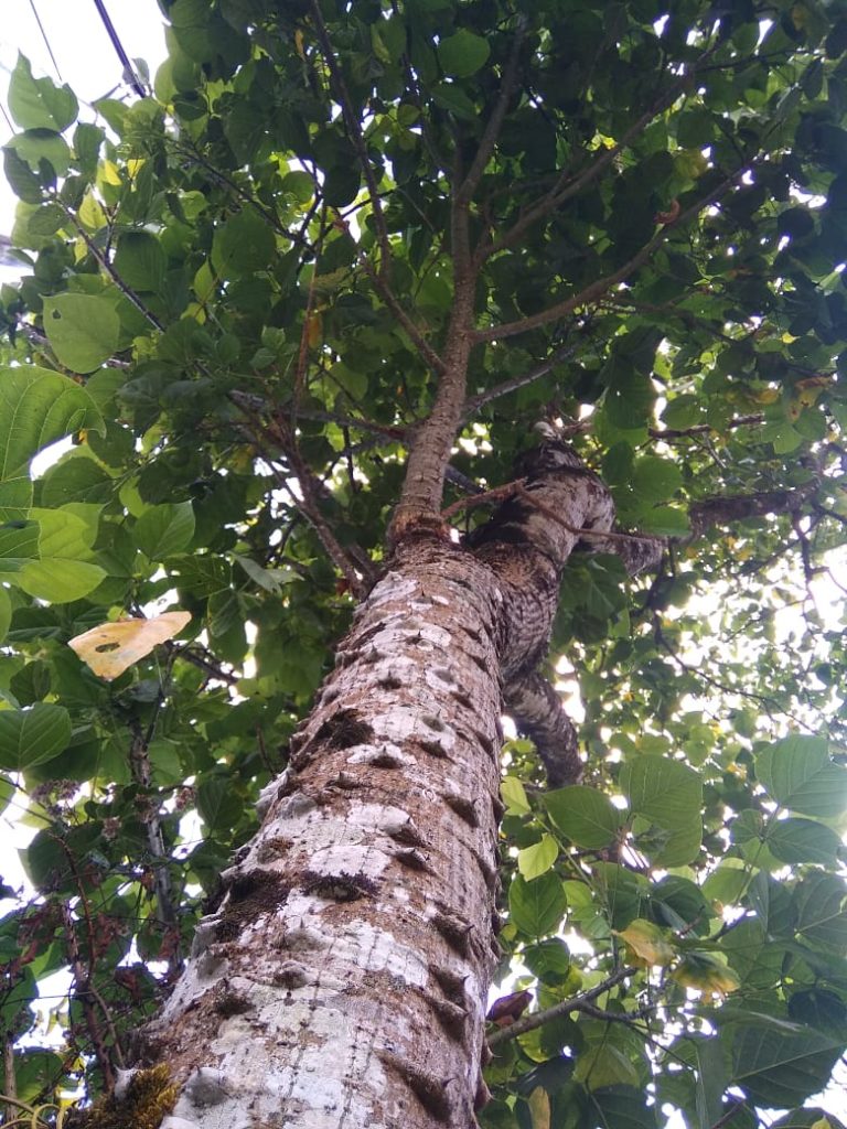Cerita Pohon: Dadap, Super Tree yang Terlupakan – BaleBengong