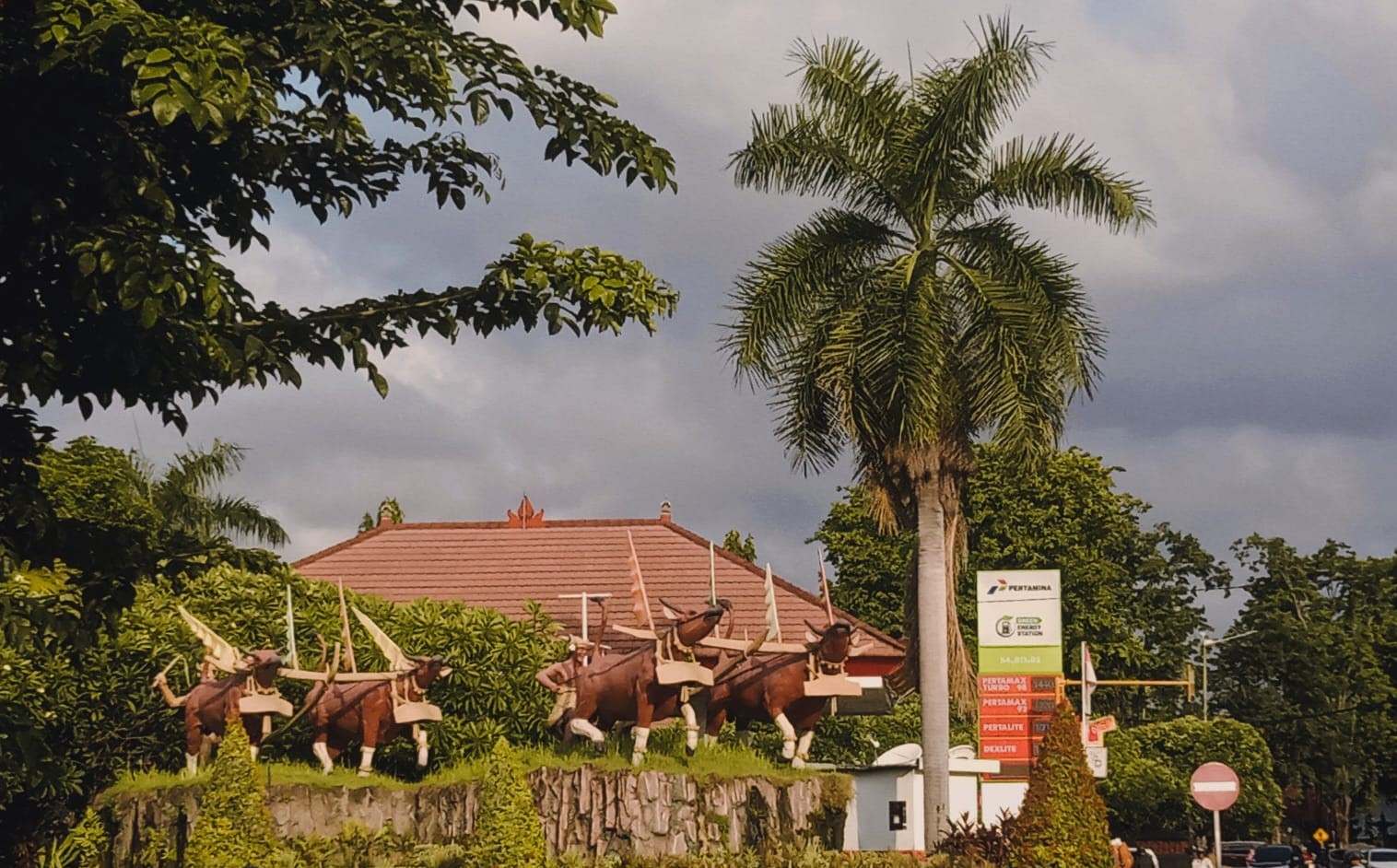 Sampi Gerumbungan di Buleleng, Bedanya dengan Mekepung Jembrana ...